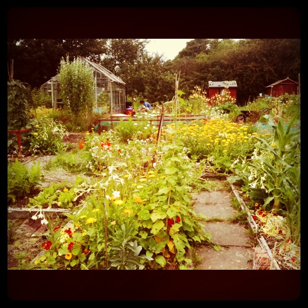 Edible Spaces – North Manchester Allotment – Small Things Creative Projects